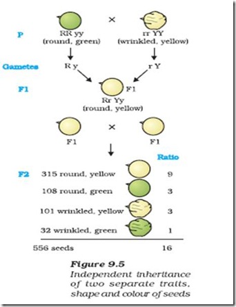 (Learned and inherited traits activities / learned and inherited traits ...