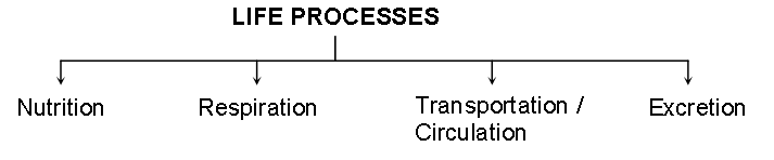 CBSE 10th Biology | Life Processes | Nutrition - CBSE Tutorials